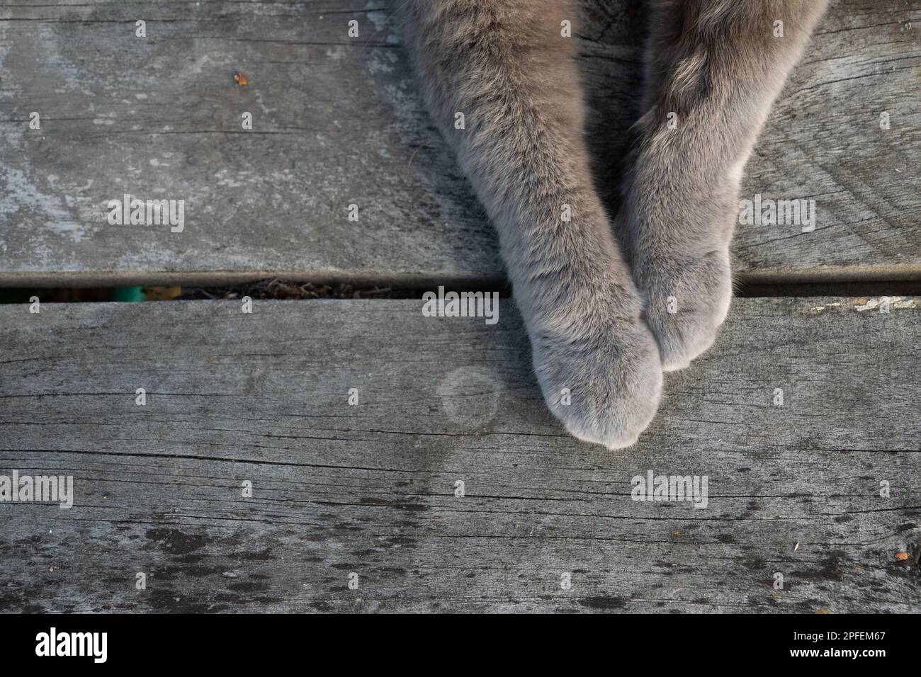 Paws crossed hi-res stock photography and images - Alamy