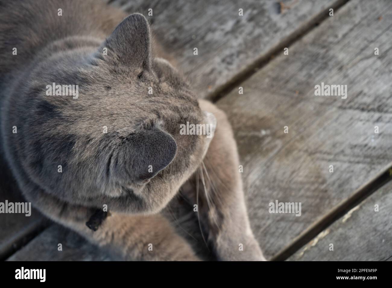 Gray cat top down view rustic wooden background. Great background image ...