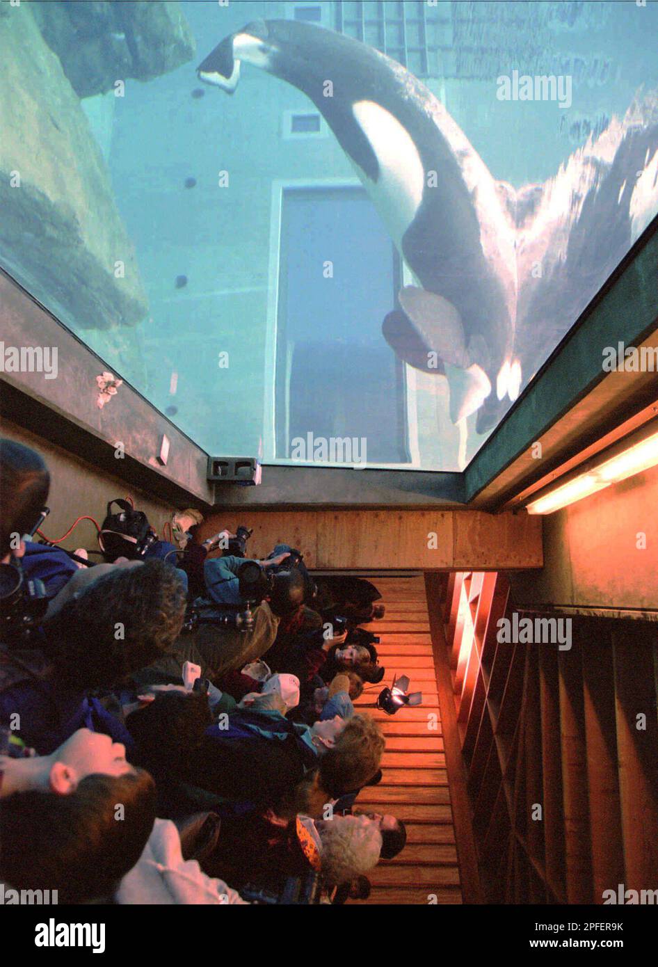 Keiko, the killer whale made famous by the movie "Free Willy," swims ...