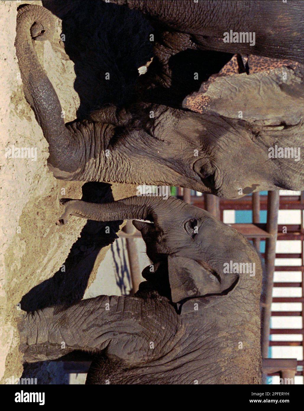 "Mala" and her baby elephant "Shirley" nuzzle inside a pen Dec. 5, 1995 ...