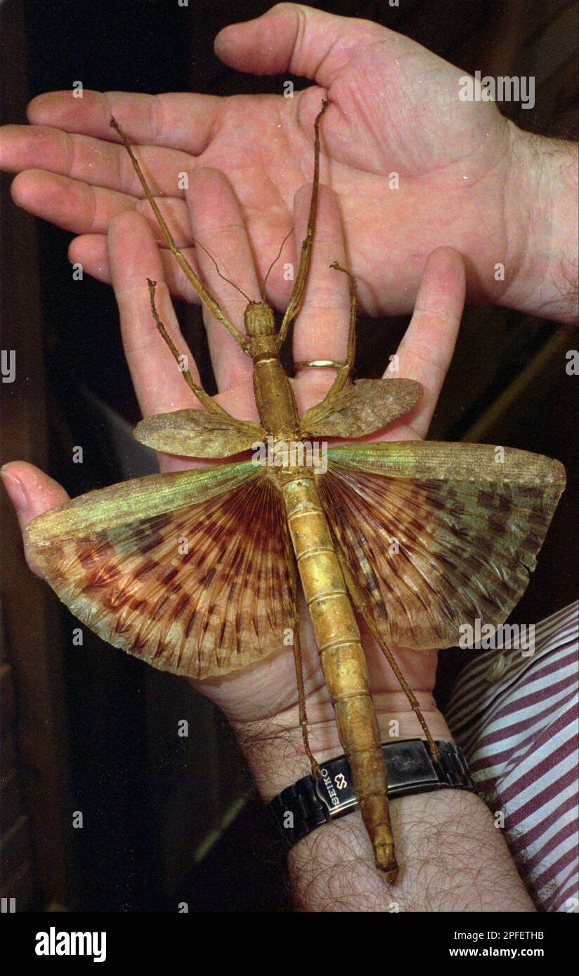 Jerry Dievendorf holds one of the largest insects in his collection, a ...