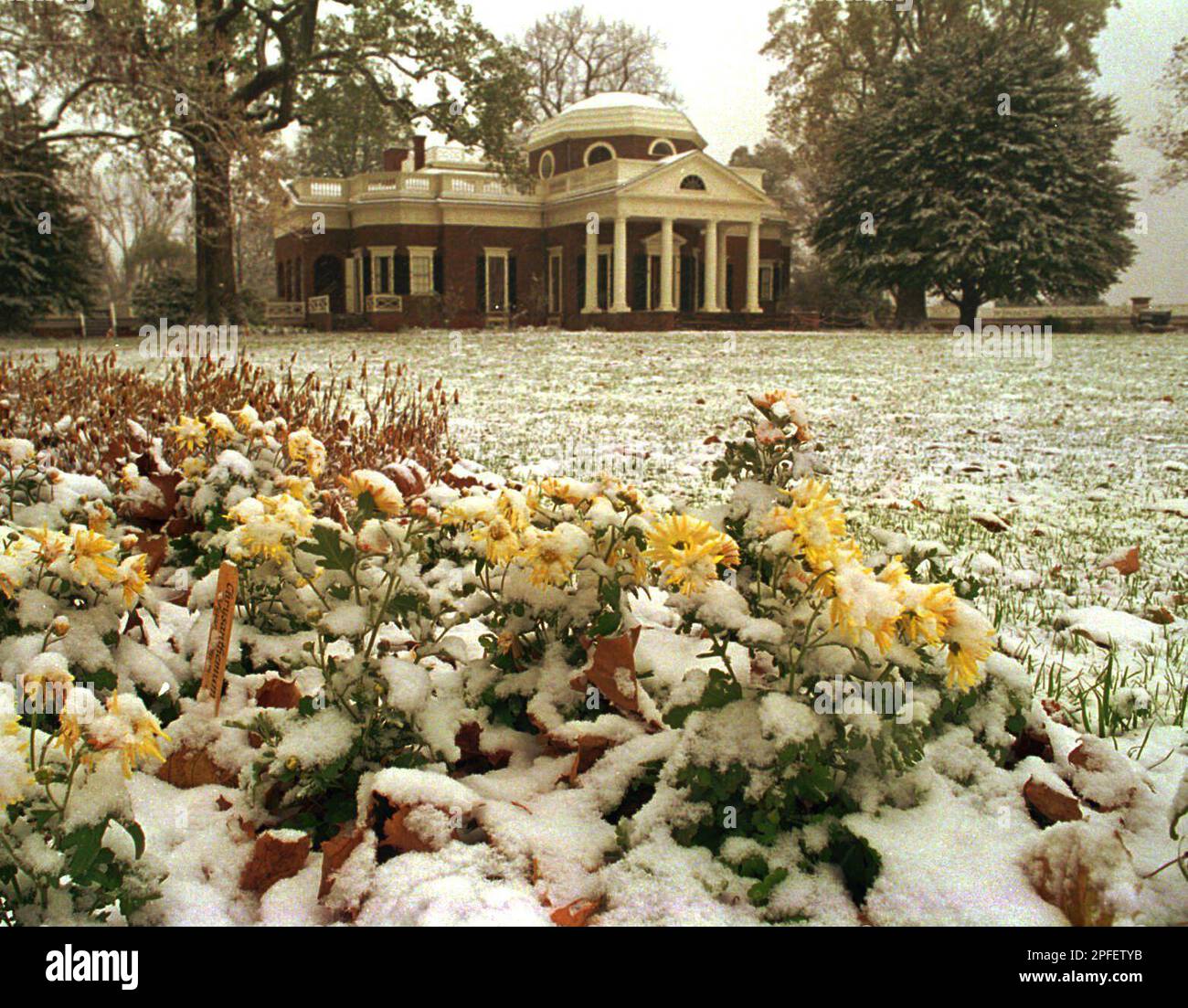 Chrysanthemums covered with Virginia's first snow fall of the season ...