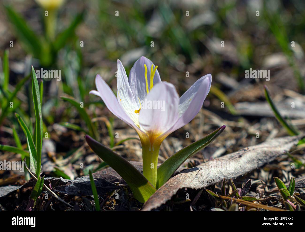Budding small flowers at the beginning of spring Stock Photo - Alamy