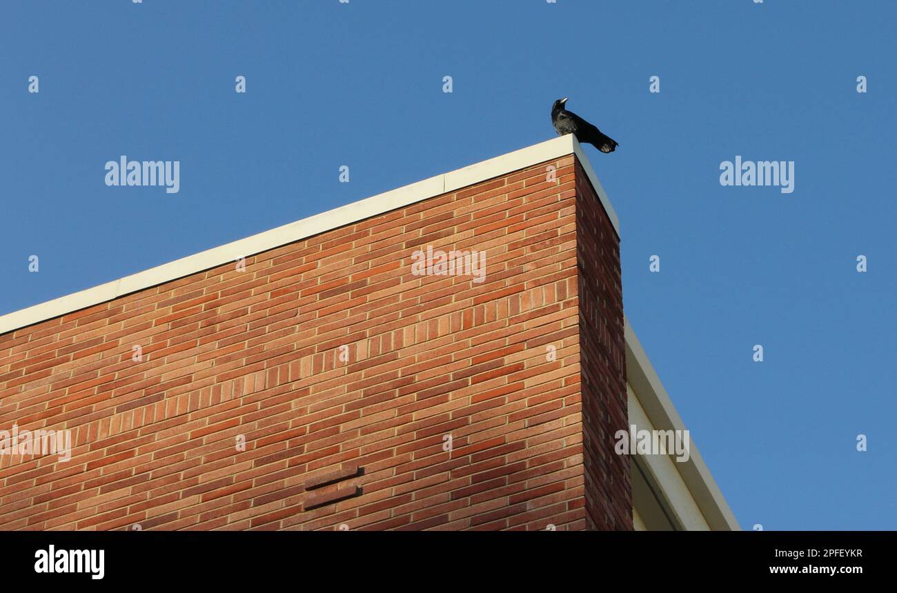A bird sitting on top of a building Stock Photo - Alamy