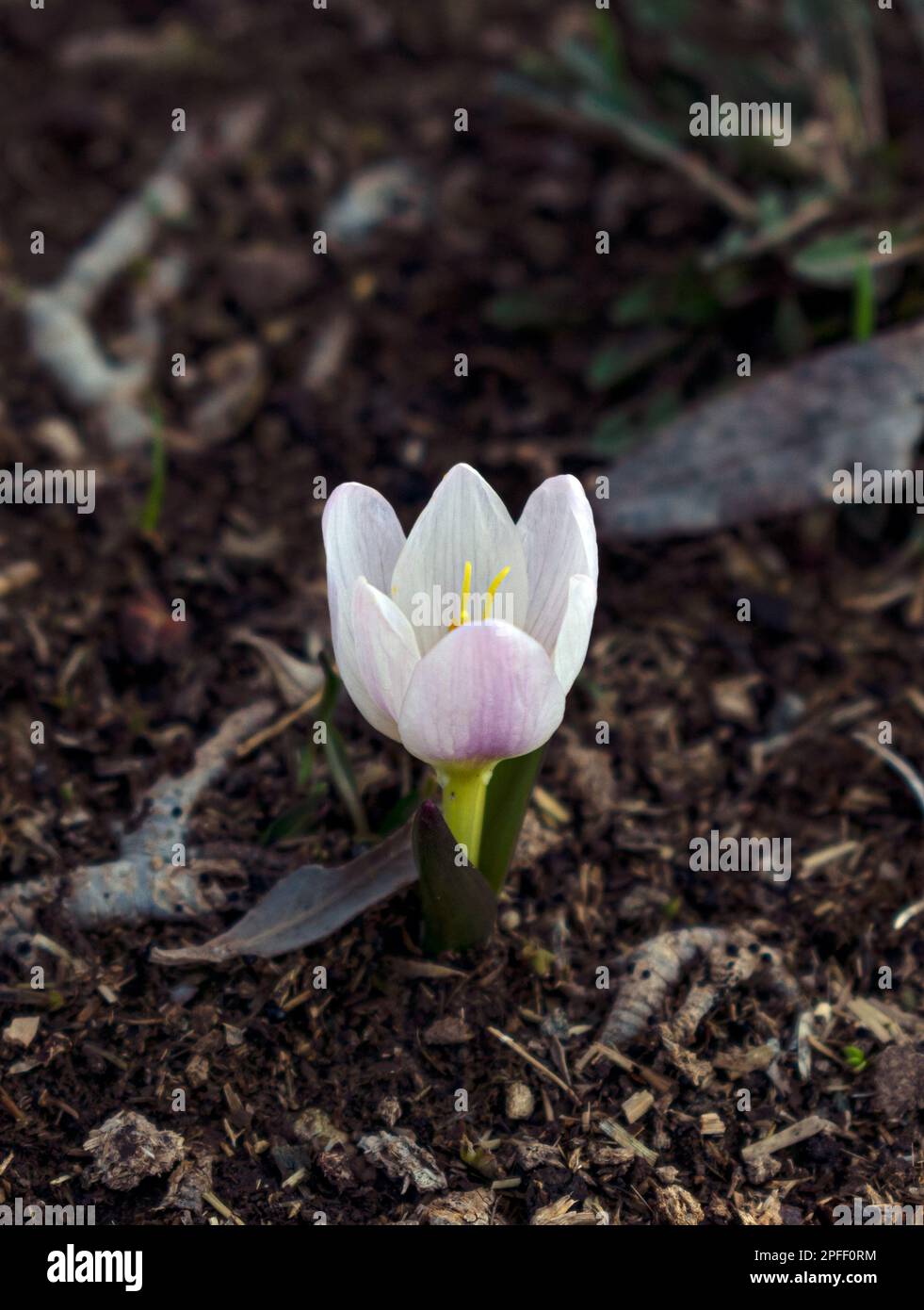 Budding small flowers at the beginning of spring Stock Photo - Alamy