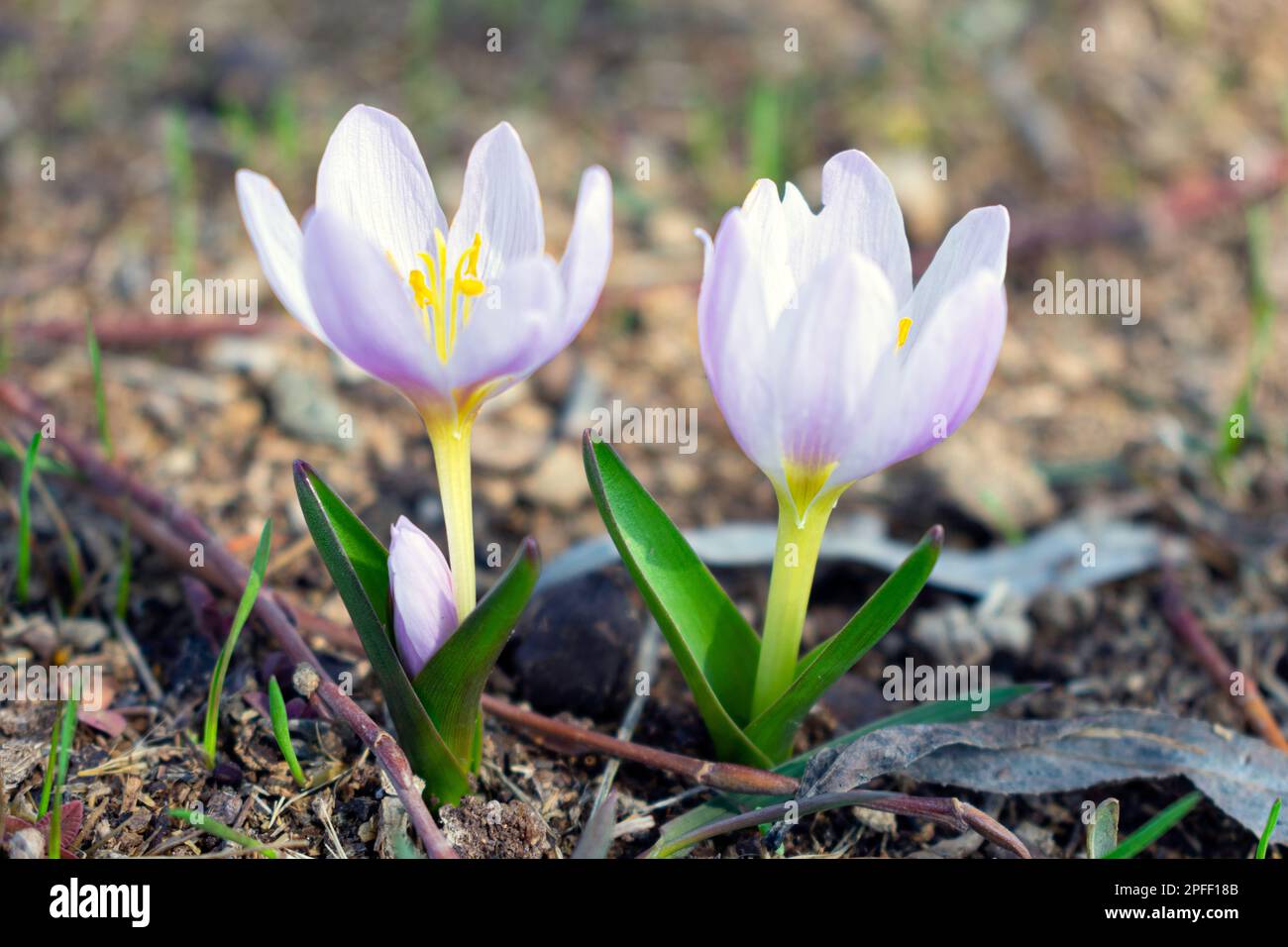 Beautiful white and pink flowers have grown in nature at the beginning ...