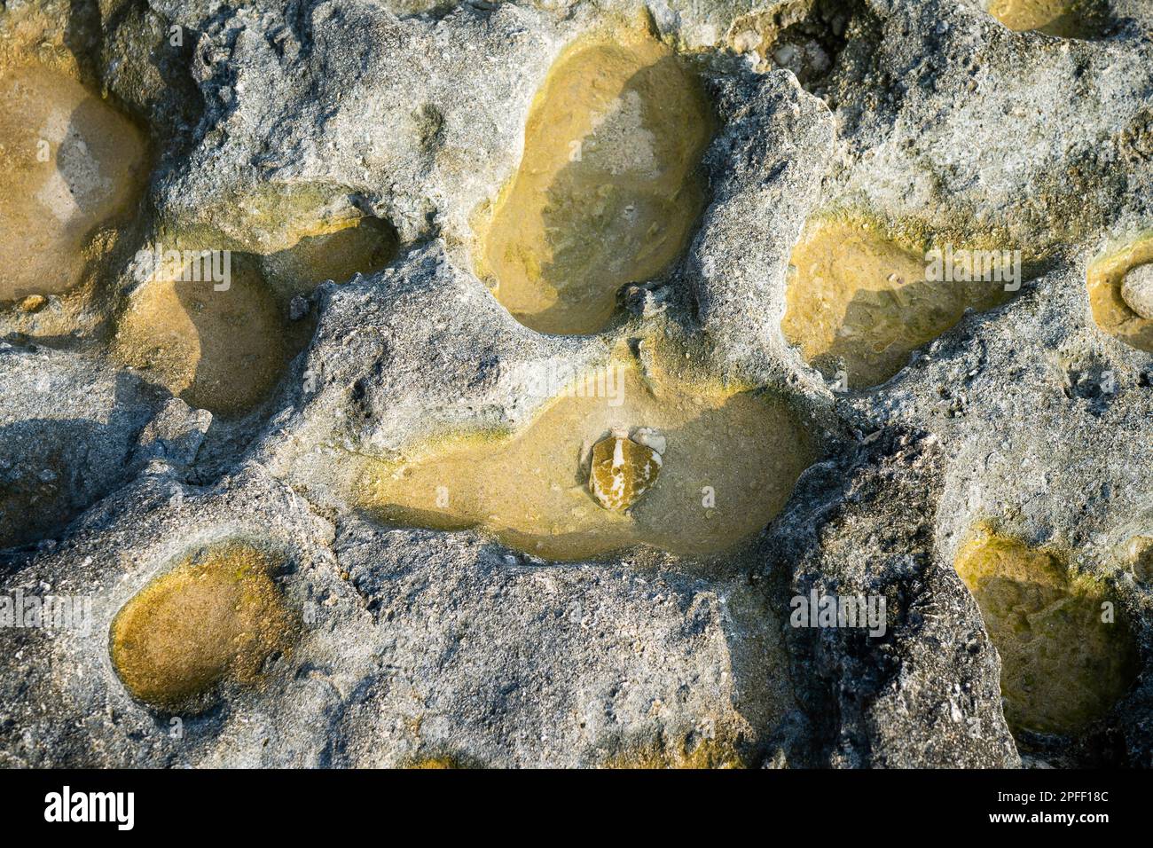 Coral reef texture background in Lakshadweep island India Stock Photo ...