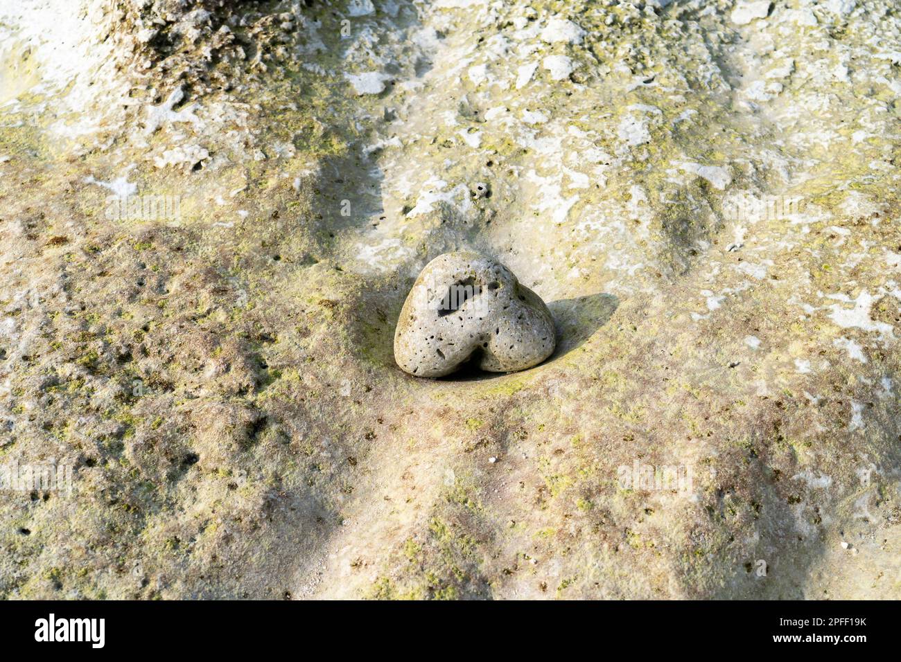 Coral reef texture background in Lakshadweep island India Stock Photo ...