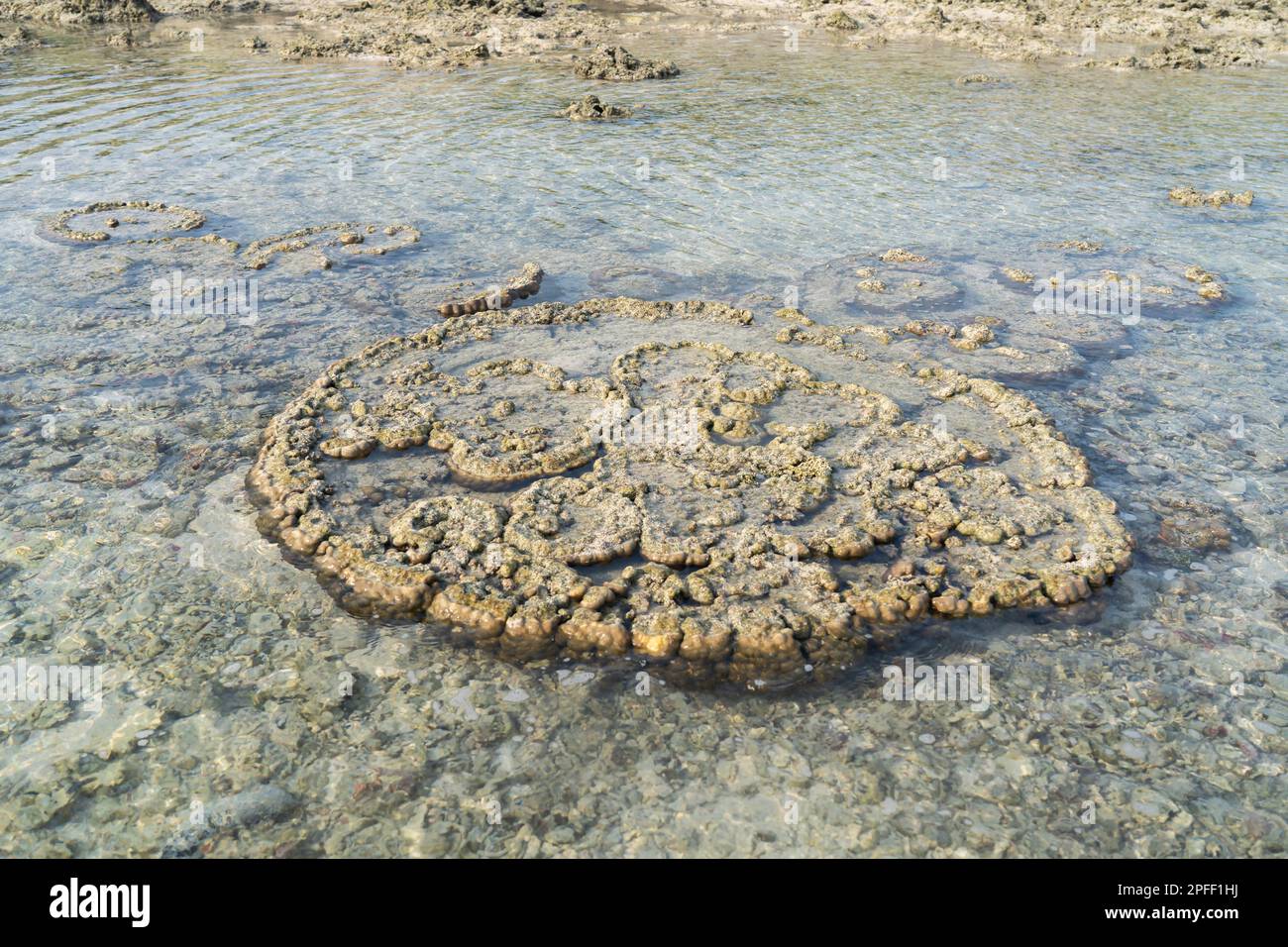 Coral reef texture background in Lakshadweep island India Stock Photo ...