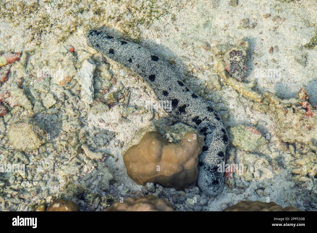 Coral reef texture background in Lakshadweep island India Stock Photo ...