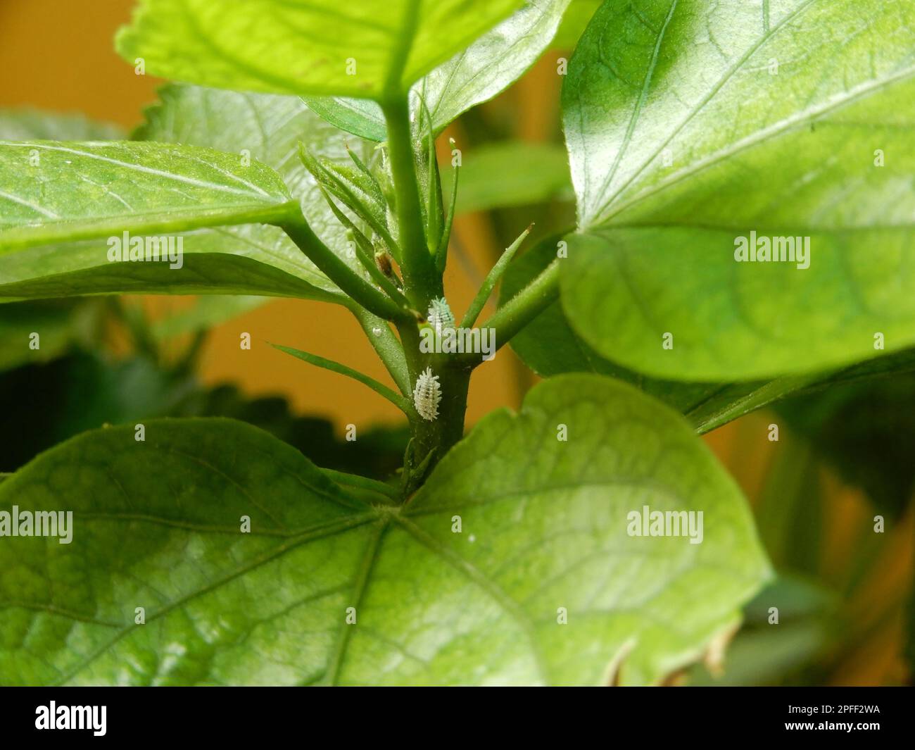Mealybug/Maconellicoccus hirsutus/ on hibiscus plant Stock Photo - Alamy