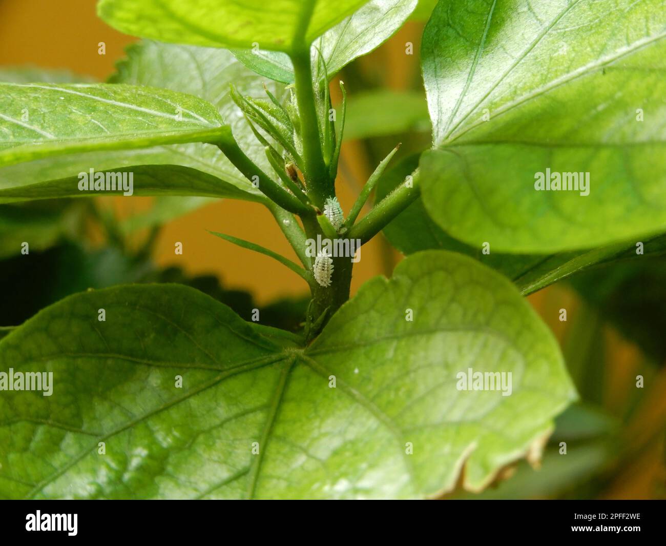 Mealybug/Maconellicoccus hirsutus/ on hibiscus plant Stock Photo - Alamy