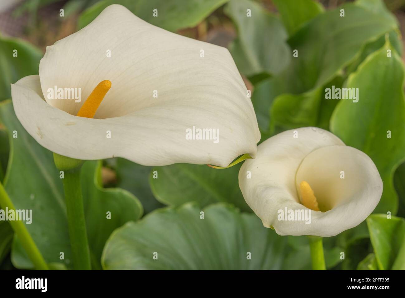 White arum in bloom in garden. Alsace, France Stock Photo - Alamy