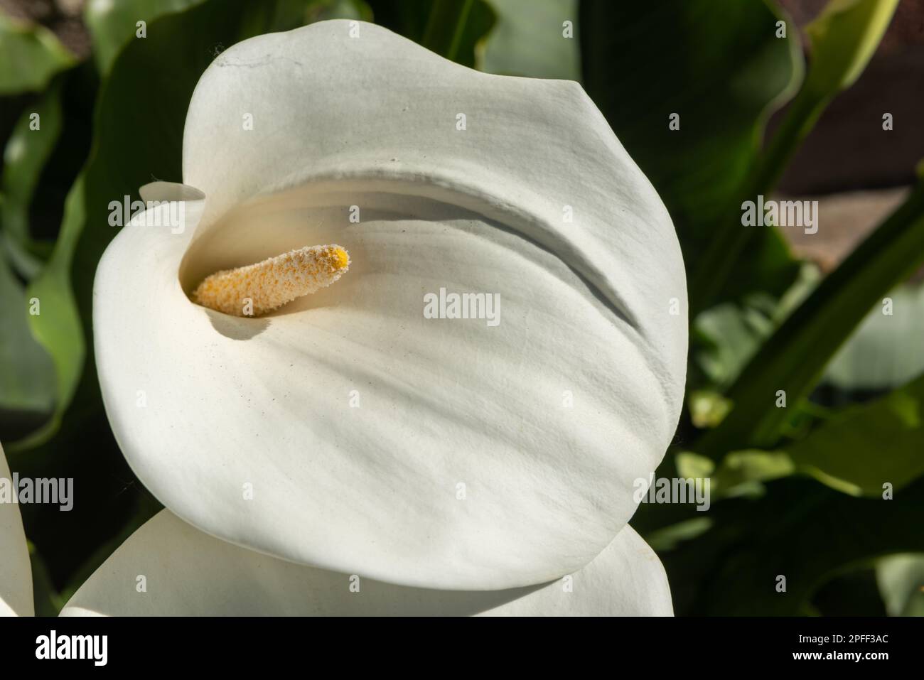White arum in bloom in garden. Alsace, France Stock Photo - Alamy