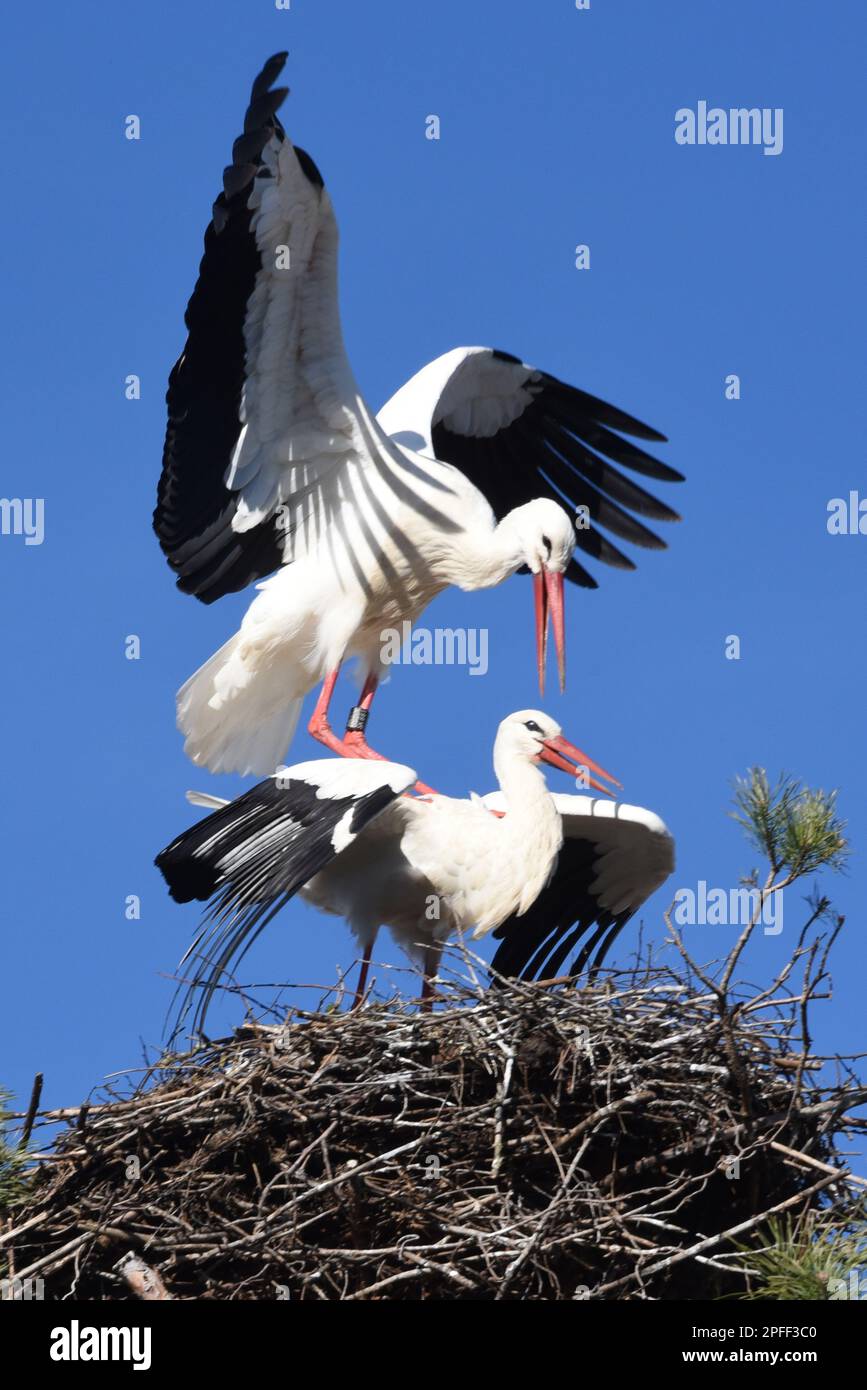 Raisting, Germany. 16th Mar, 2023. Two storks cooing in their nest in ...