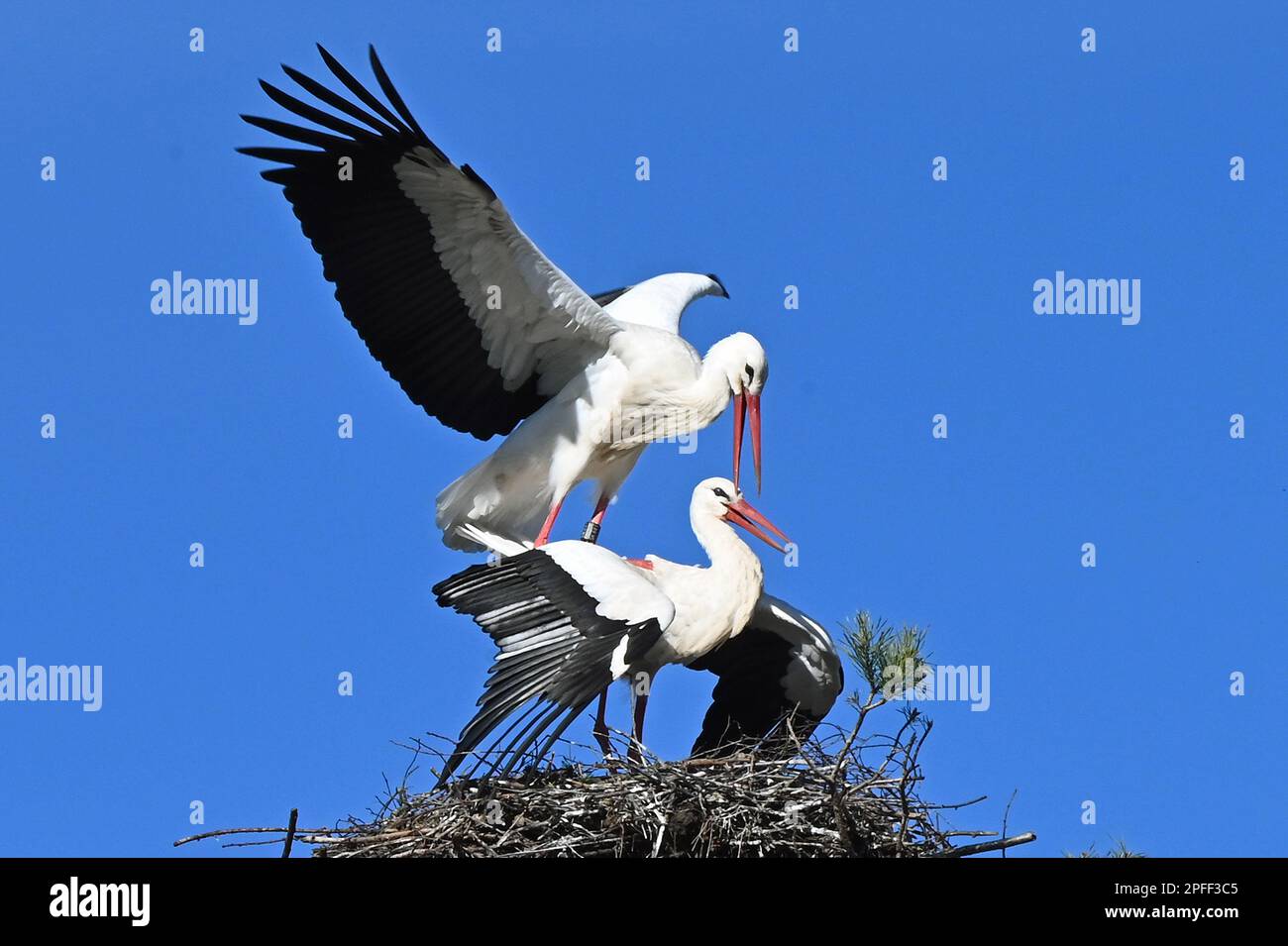 Raisting, Germany. 16th Mar, 2023. Two storks cooing in their nest in ...