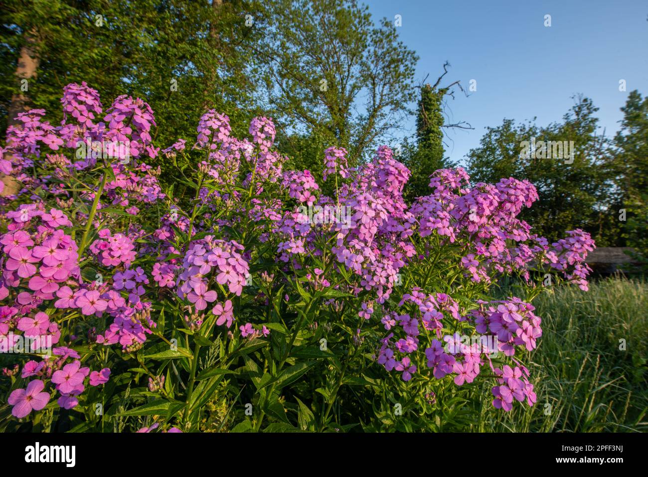 Purple flowers in bloom in the French countryside during spring. Alsace ...
