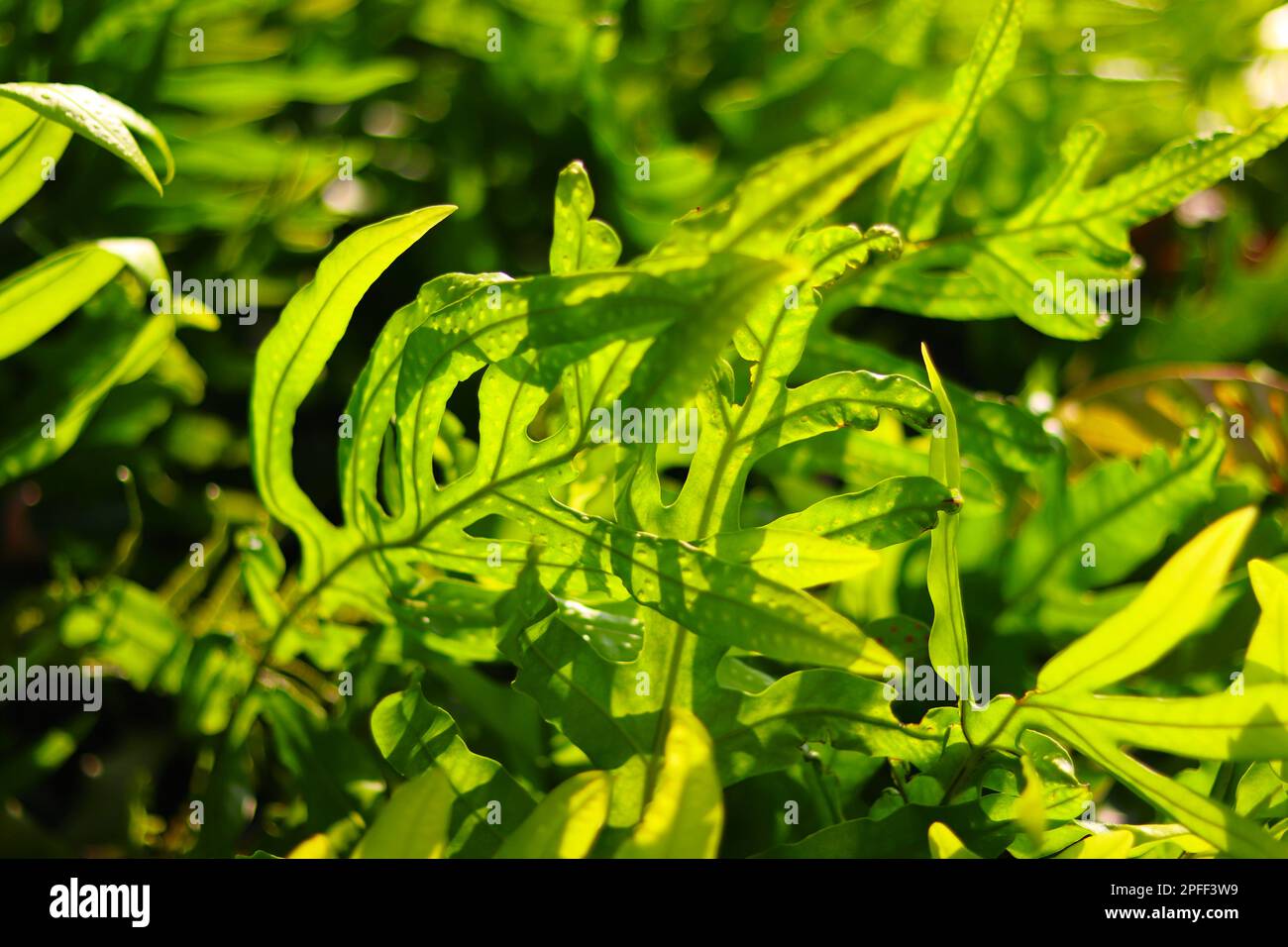Close up of fern plant nature background with soft sunshine Stock Photo ...