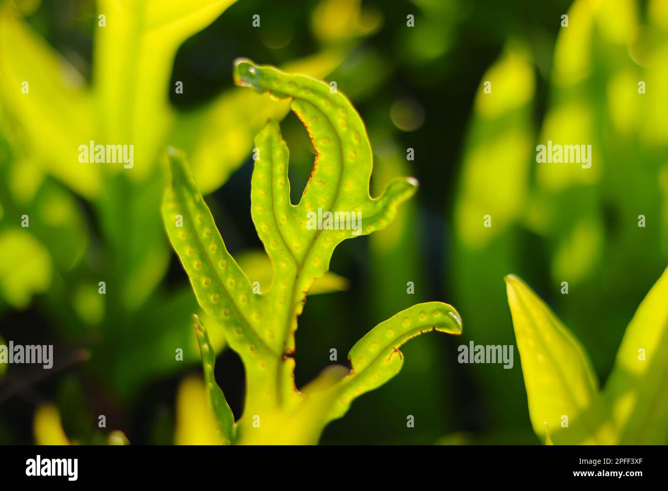 Close up of fern plant nature background with soft sunshine Stock Photo ...