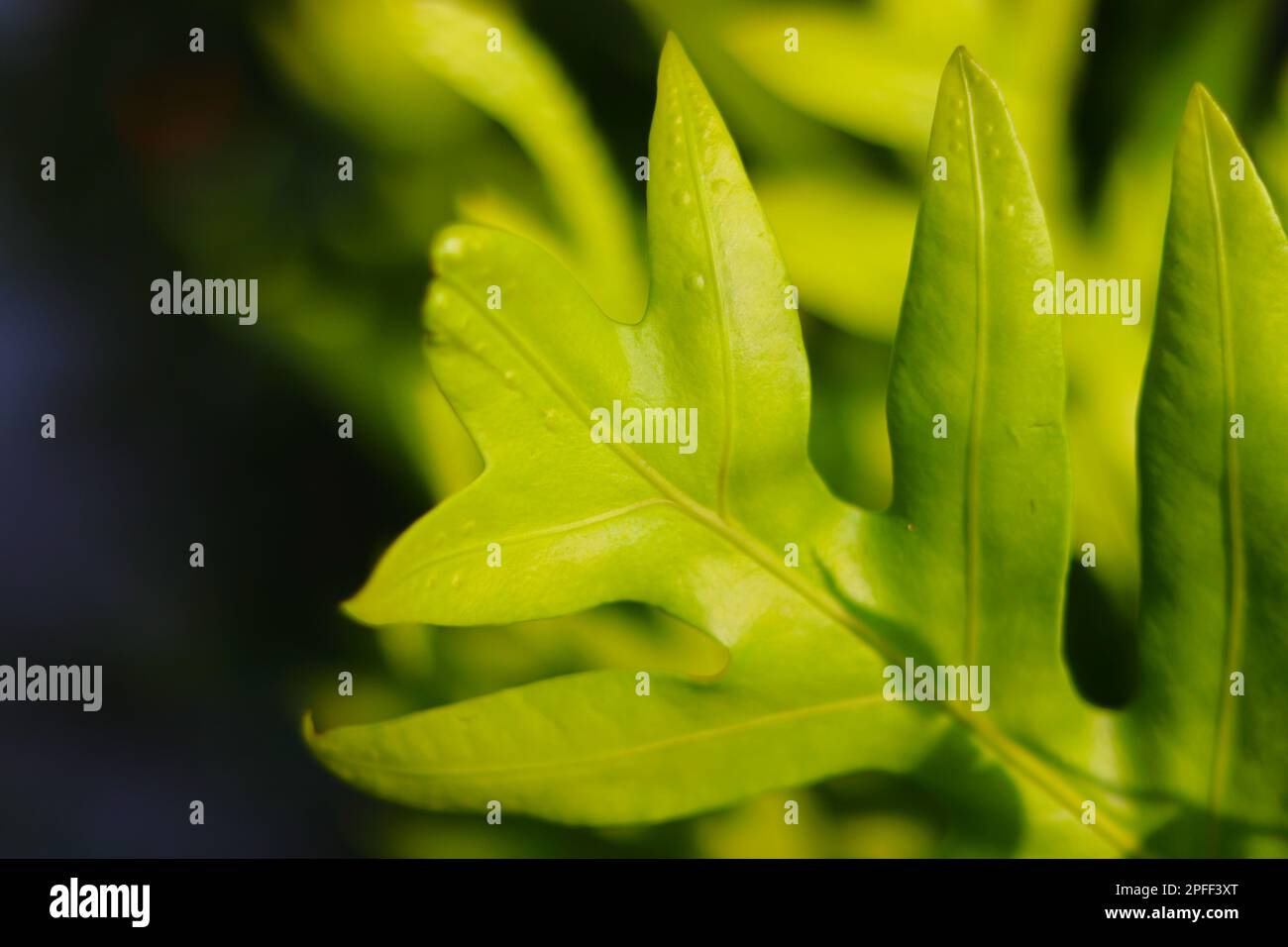 Close up of fern plant nature background with soft sunshine Stock Photo ...