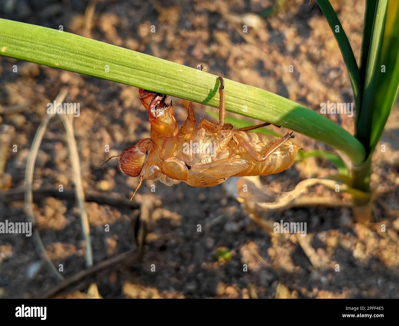 Close-up of cicada molt shed left clinging to a green leaf Stock Photo ...