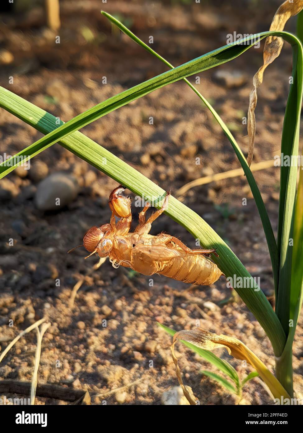 Close-up of cicada molt shed left clinging to a green leaf Stock Photo ...