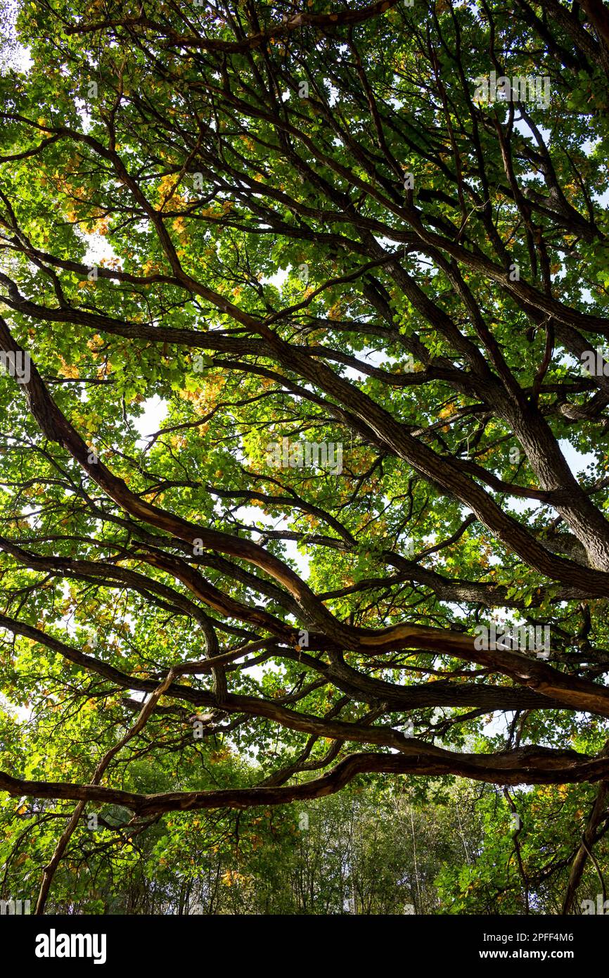 Spreading crown of an old branched oak vertically Stock Photo - Alamy