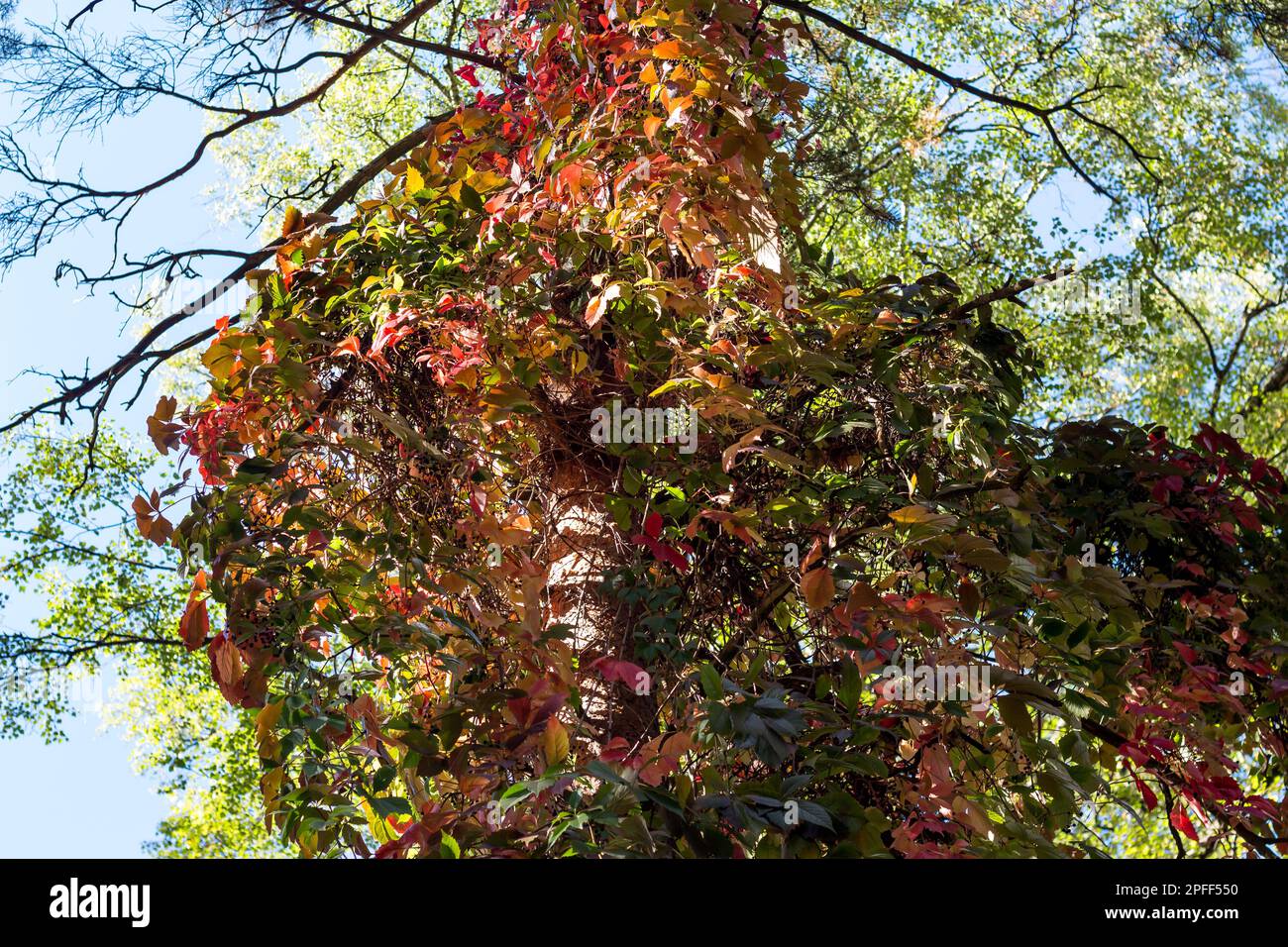 Decorative Virginia creeper plant growing on a tall pine tree in the ...