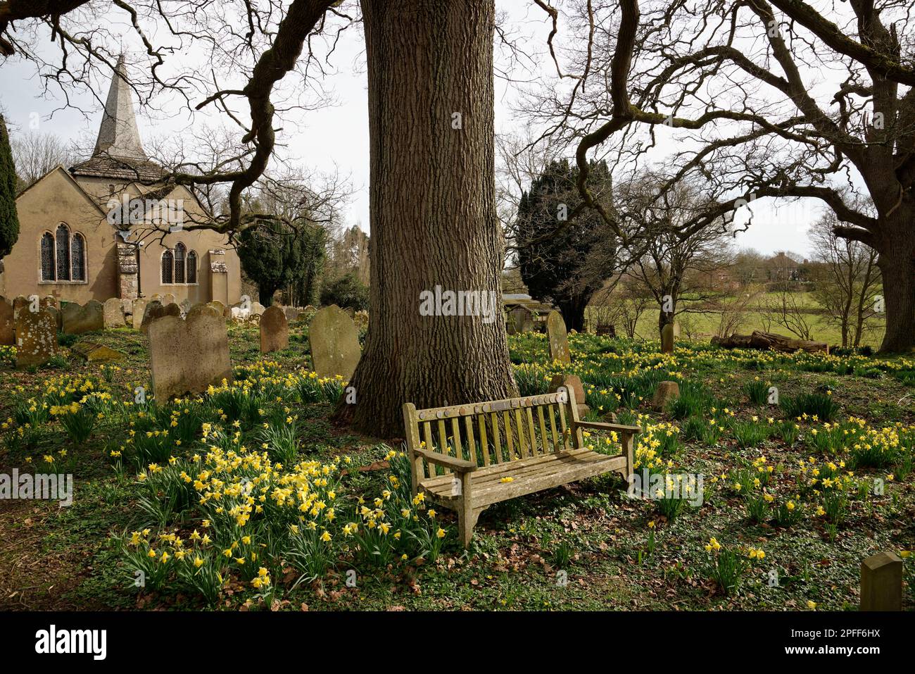 Daffodils in a graveyard. Tombstones and spring flowers. An English ...