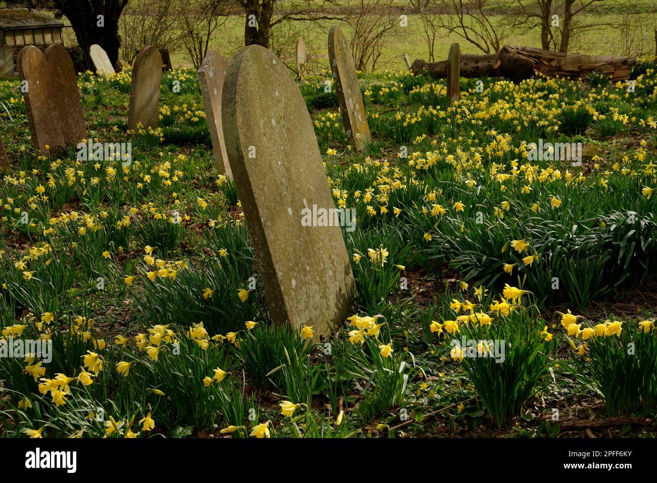 Daffodils in a graveyard. Tombstones and spring flowers. An English ...