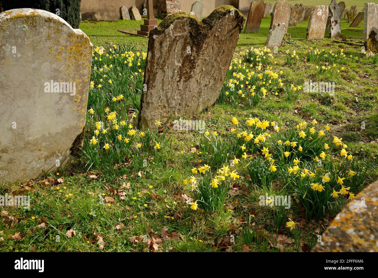 Daffodils in a graveyard. Tombstones and spring flowers. An English ...