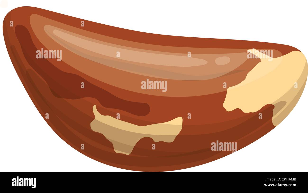 brazil nut healthy food cartoon vector illustration Stock Vector Image ...