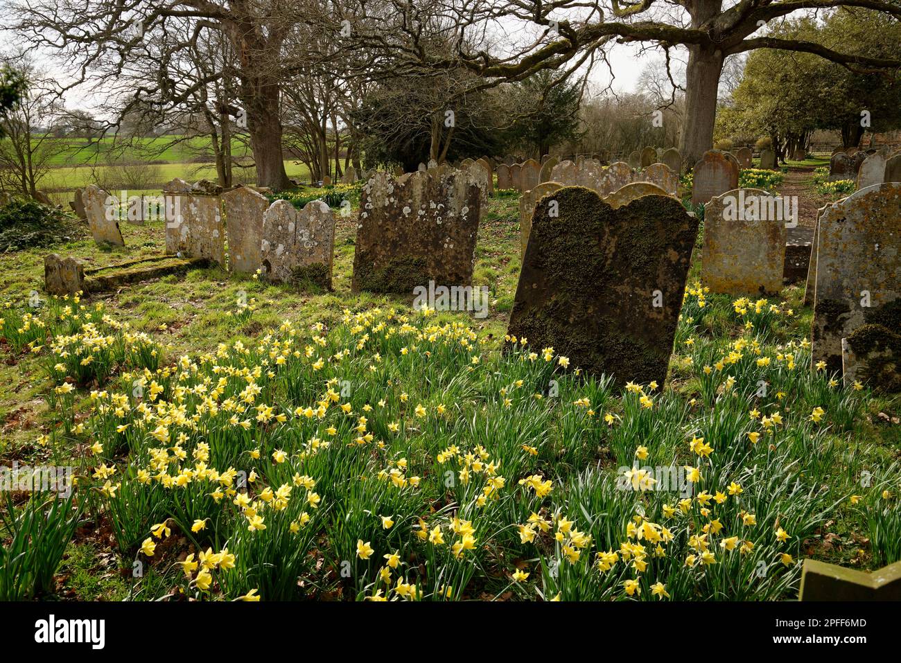 Daffodils in a graveyard. Tombstones and spring flowers. An English ...