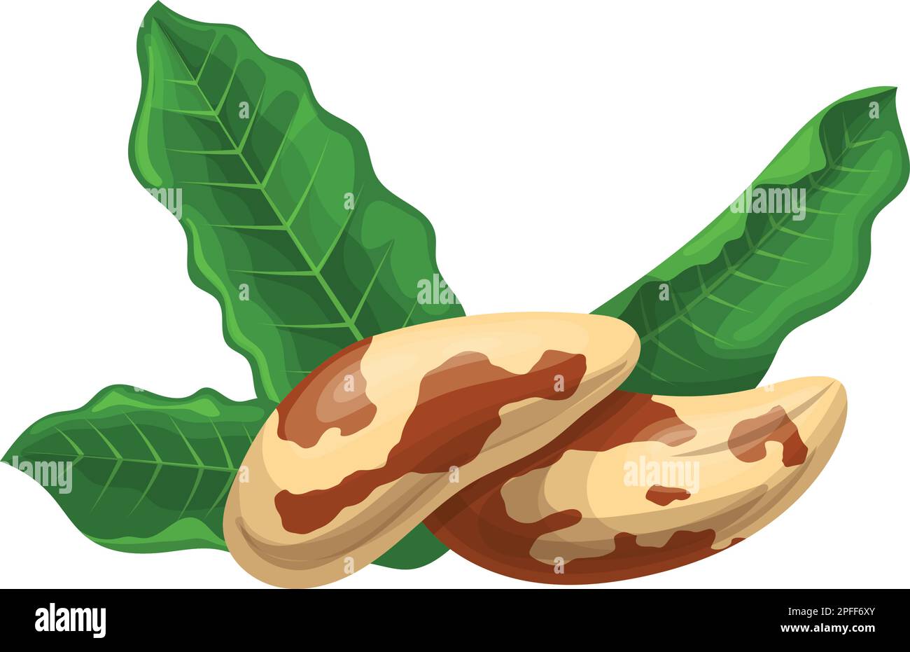 brazil nut healthy food cartoon vector illustration Stock Vector Image ...