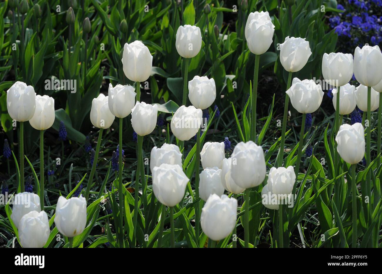 Spring flowers enter the best viewing season in Prince Bay Park in ...