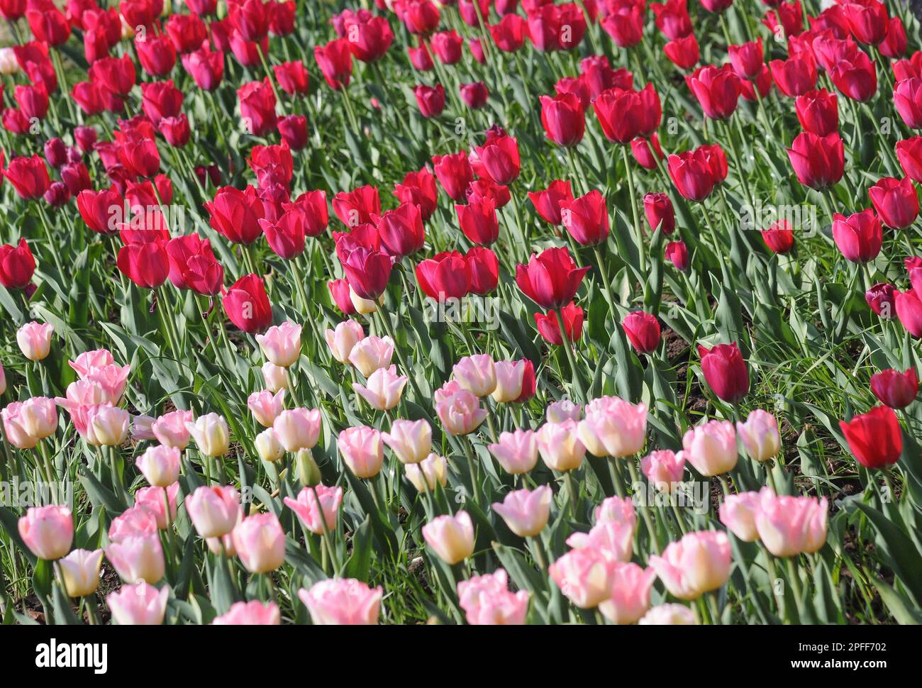 Spring flowers enter the best viewing season in Prince Bay Park in ...