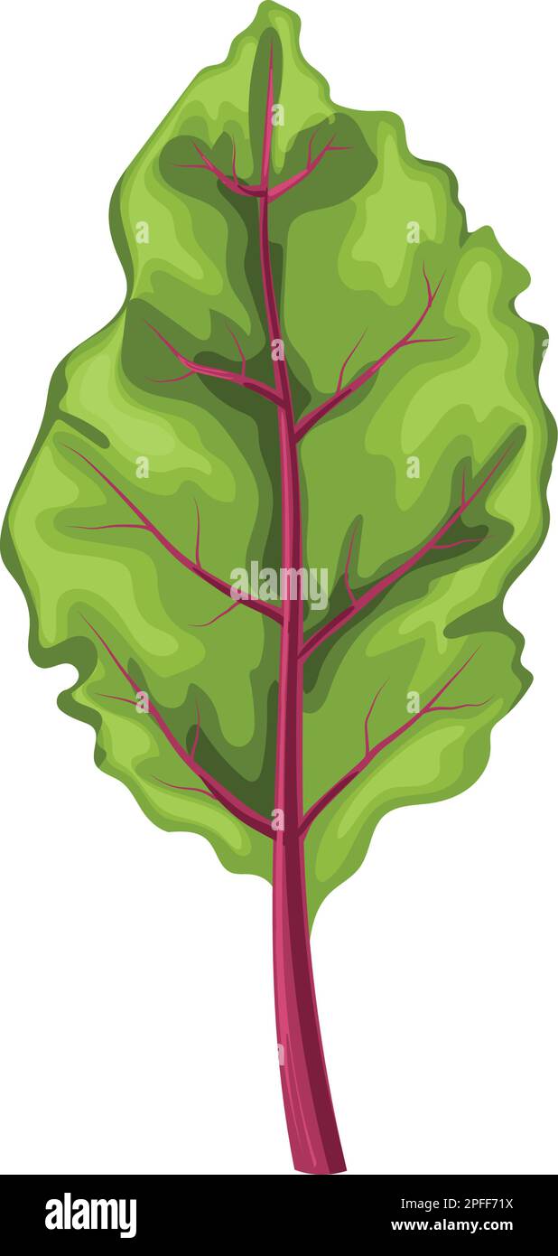 chard fresh leaf cartoon vector illustration Stock Vector Image & Art ...