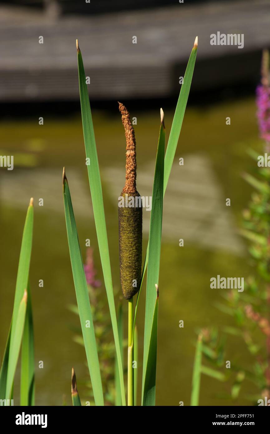 Reedmace garden pond hi-res stock photography and images - Alamy