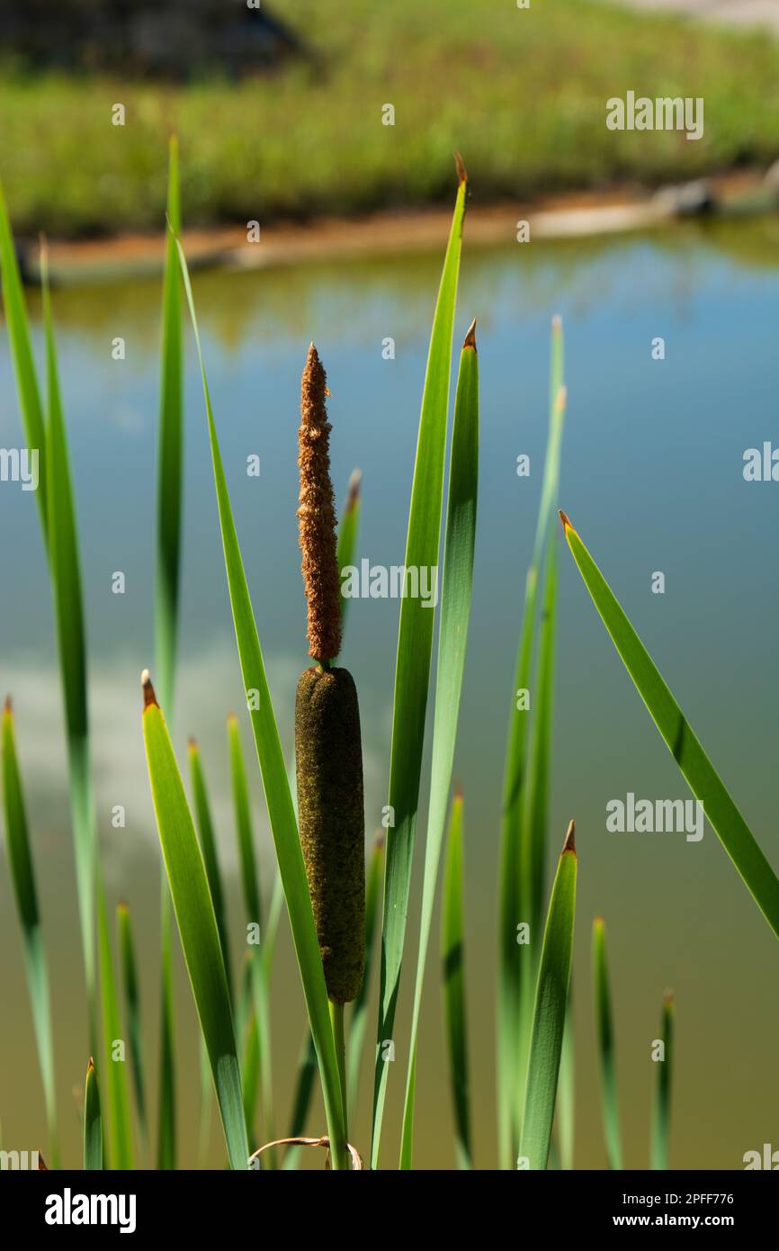 Cattails and Reeds in a garden Pond area Stock Photo - Alamy
