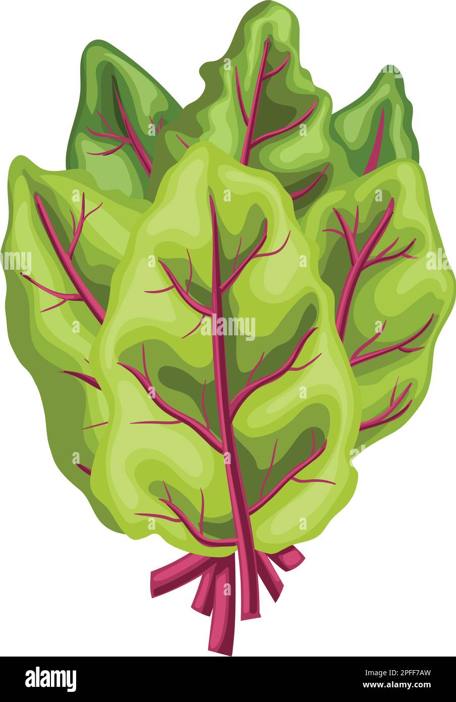 chard fresh leaf cartoon vector illustration Stock Vector Image & Art ...