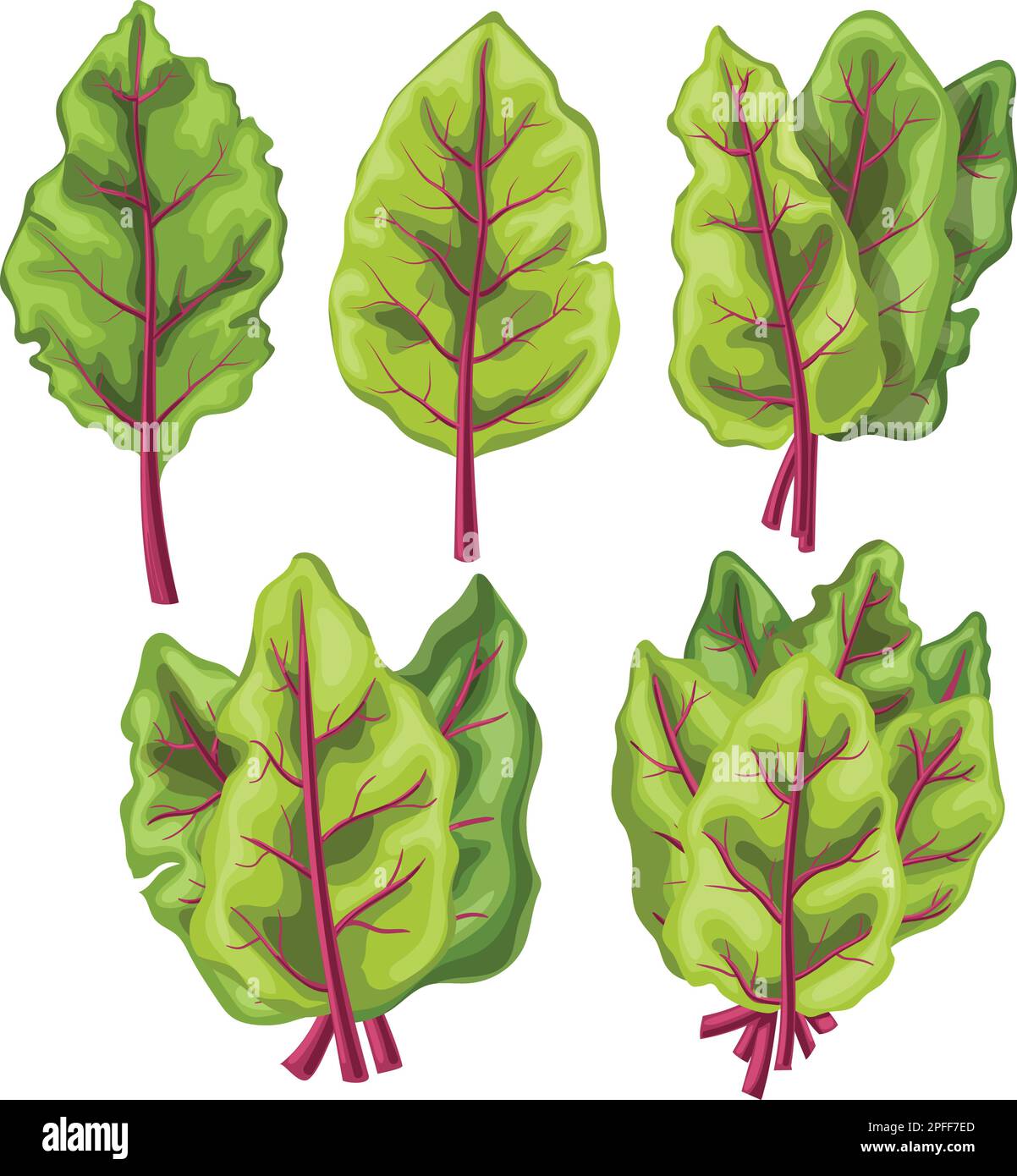 chard food vegetable set cartoon vector illustration Stock Vector Image ...