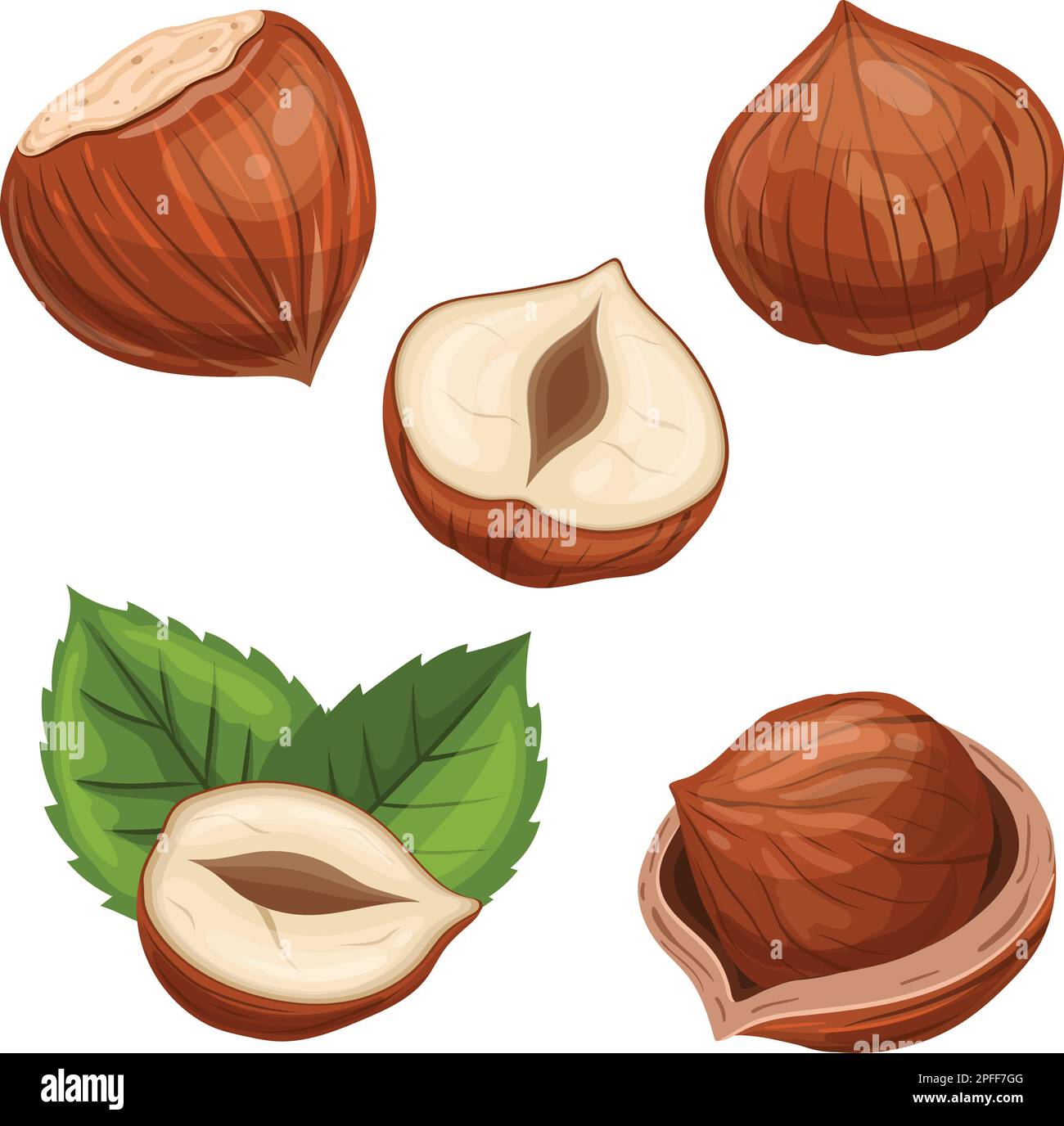 Pile hazelnuts Stock Vector Images - Alamy