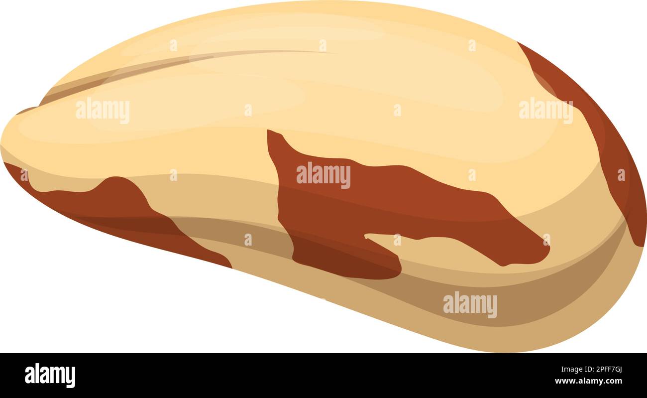 brazil nut healthy food cartoon vector illustration Stock Vector Image ...