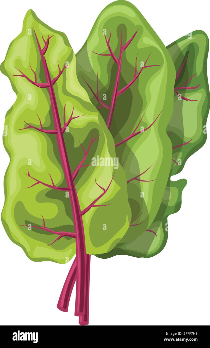chard fresh leaf cartoon vector illustration Stock Vector Image & Art ...