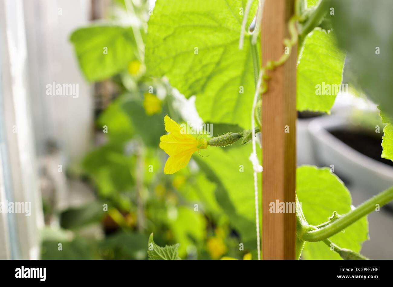 Natural cucumber grows in a greenhouse. Growing fresh vegetables in a ...
