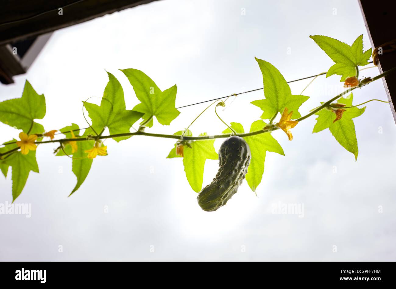 Natural cucumber grows in a greenhouse. Growing fresh vegetables in a ...