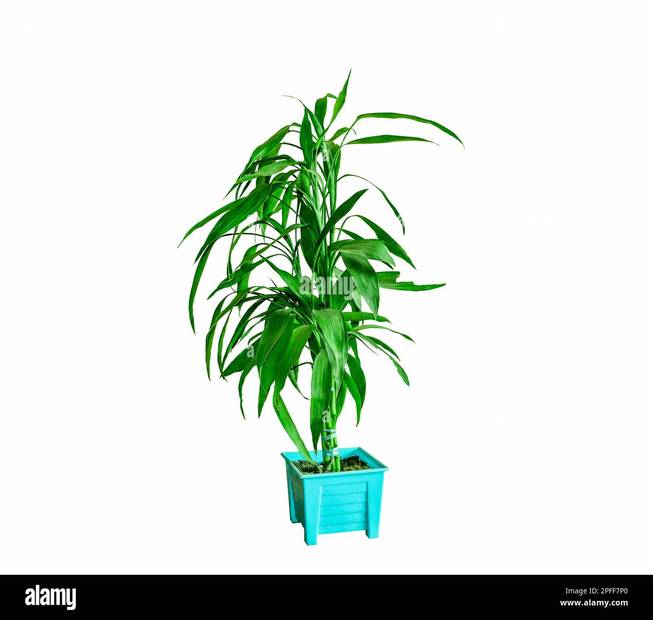 Dracaena reflexa green flower plants isolated on white background Stock ...