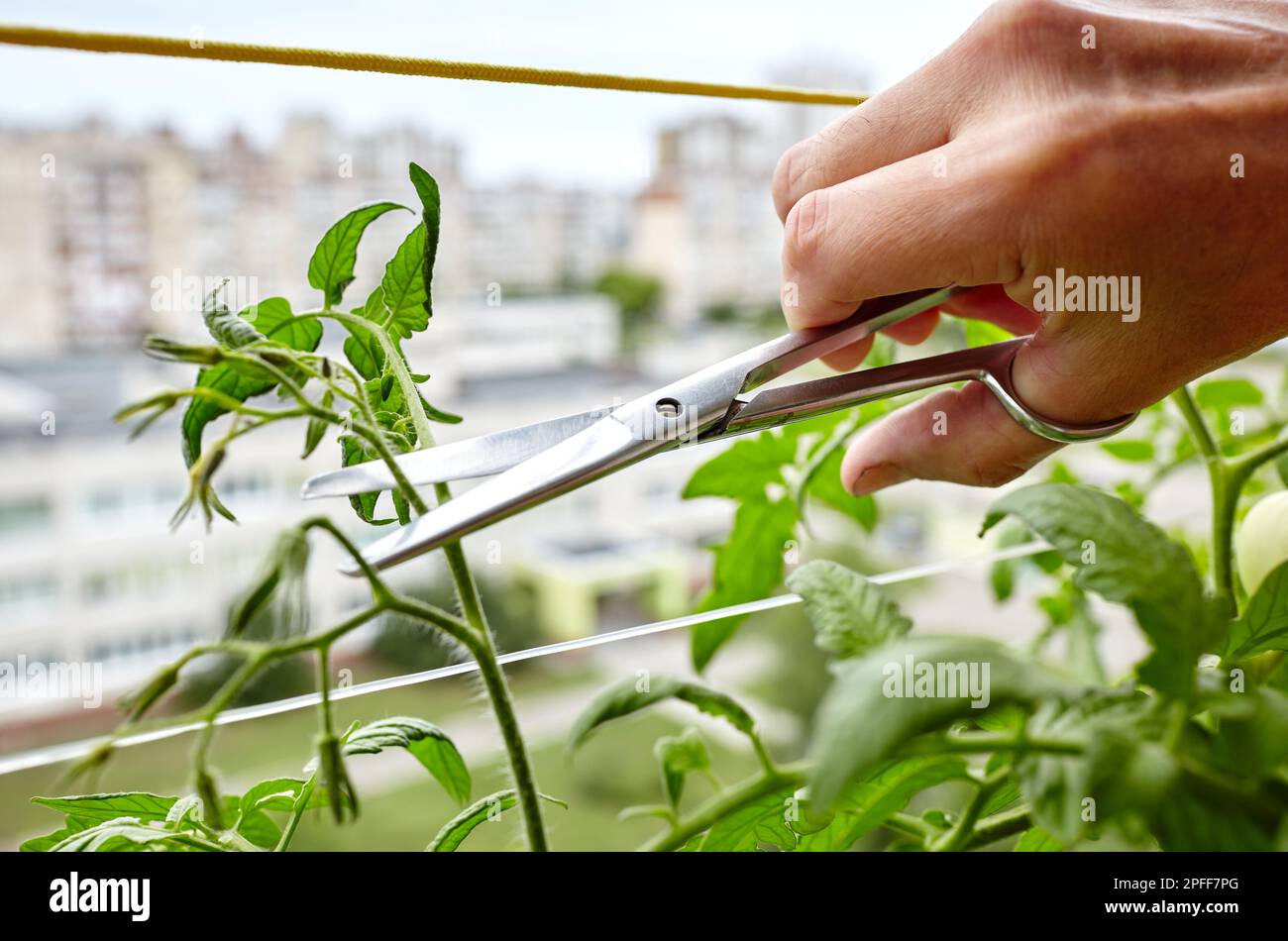 Men's hands pruning suckers (side shoots) from tomato plants with ...
