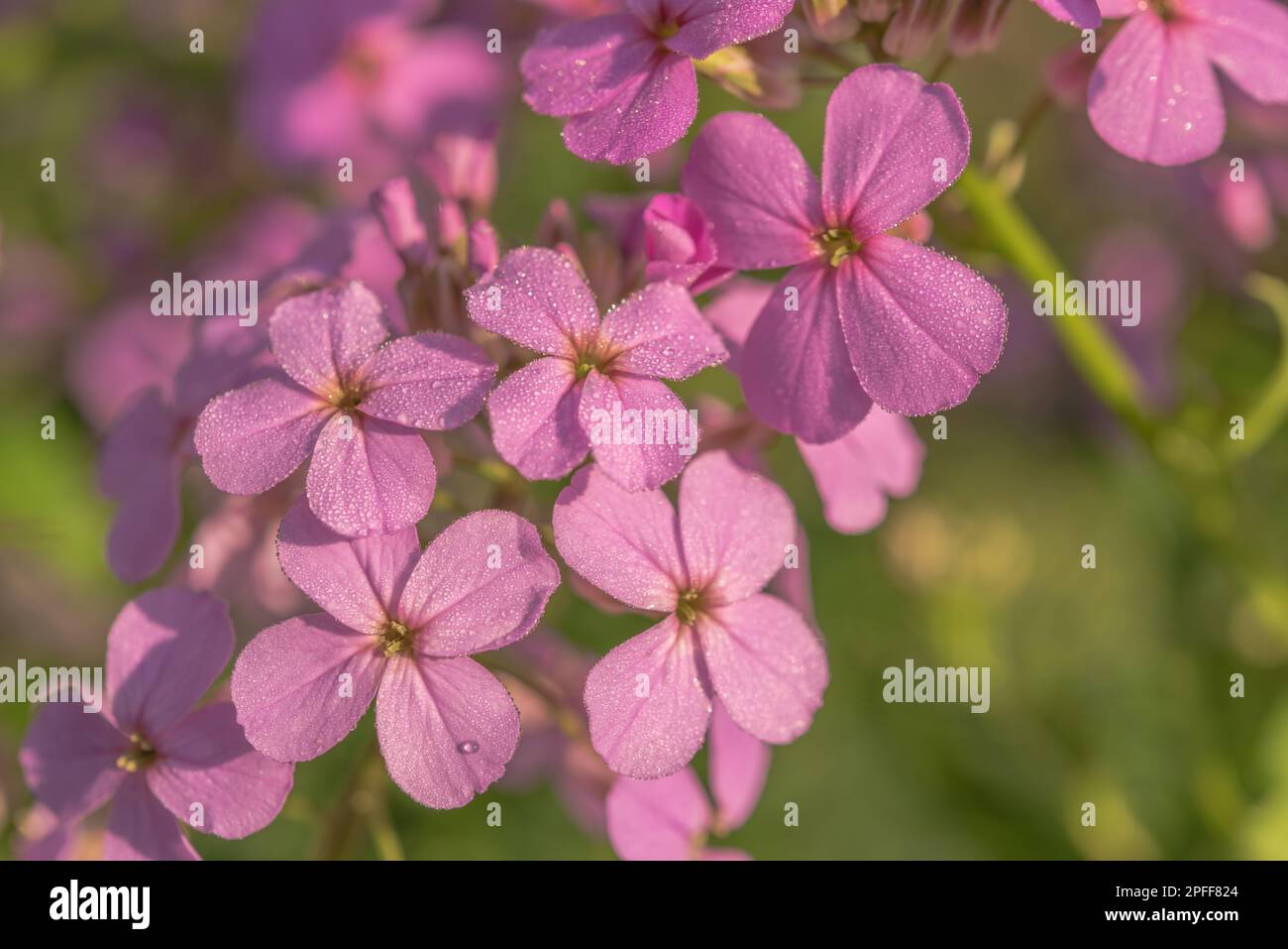 Purple flowers in bloom in the French countryside during spring Stock ...