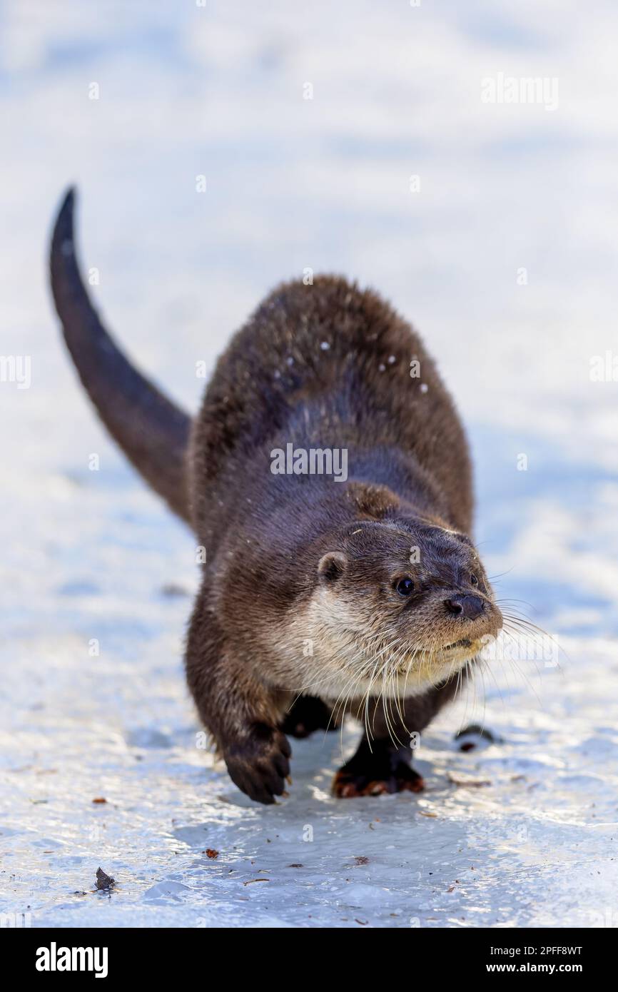 Eurasian otter (Lutra lutra) in the snow in the Bavarian Forest ...